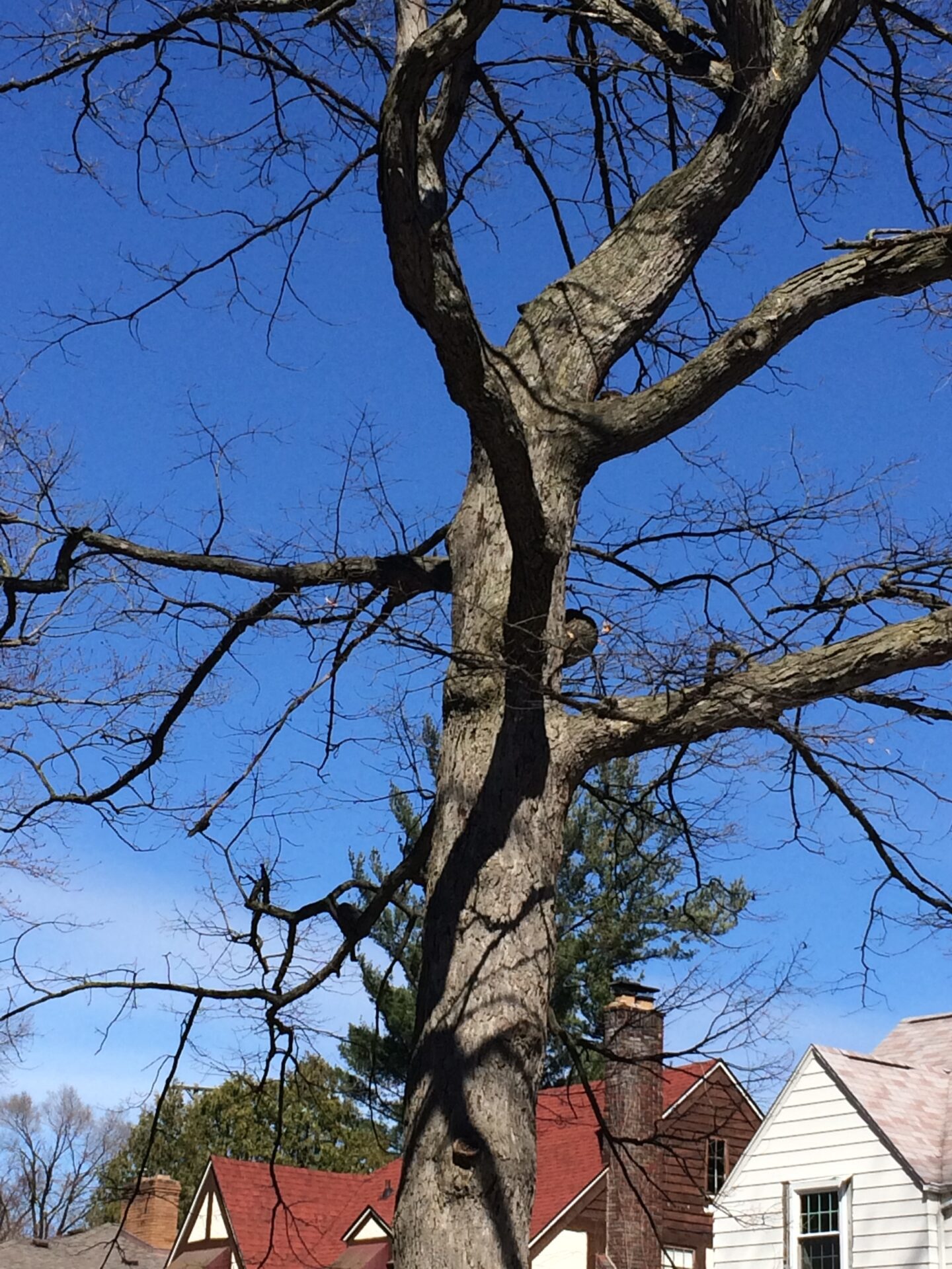 Neighborhood tree replacement plan hits city roadblock: permits to ...