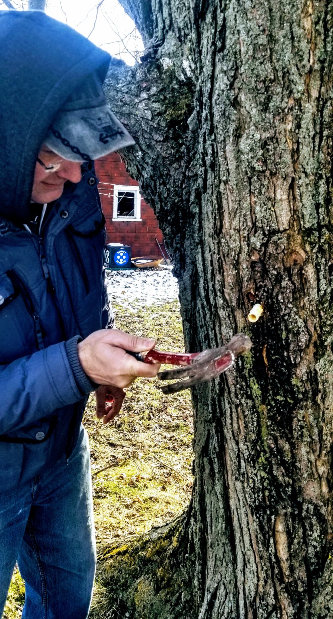 Village Life: “Tree City” a sweet place to tap for syrup–here’s how ...