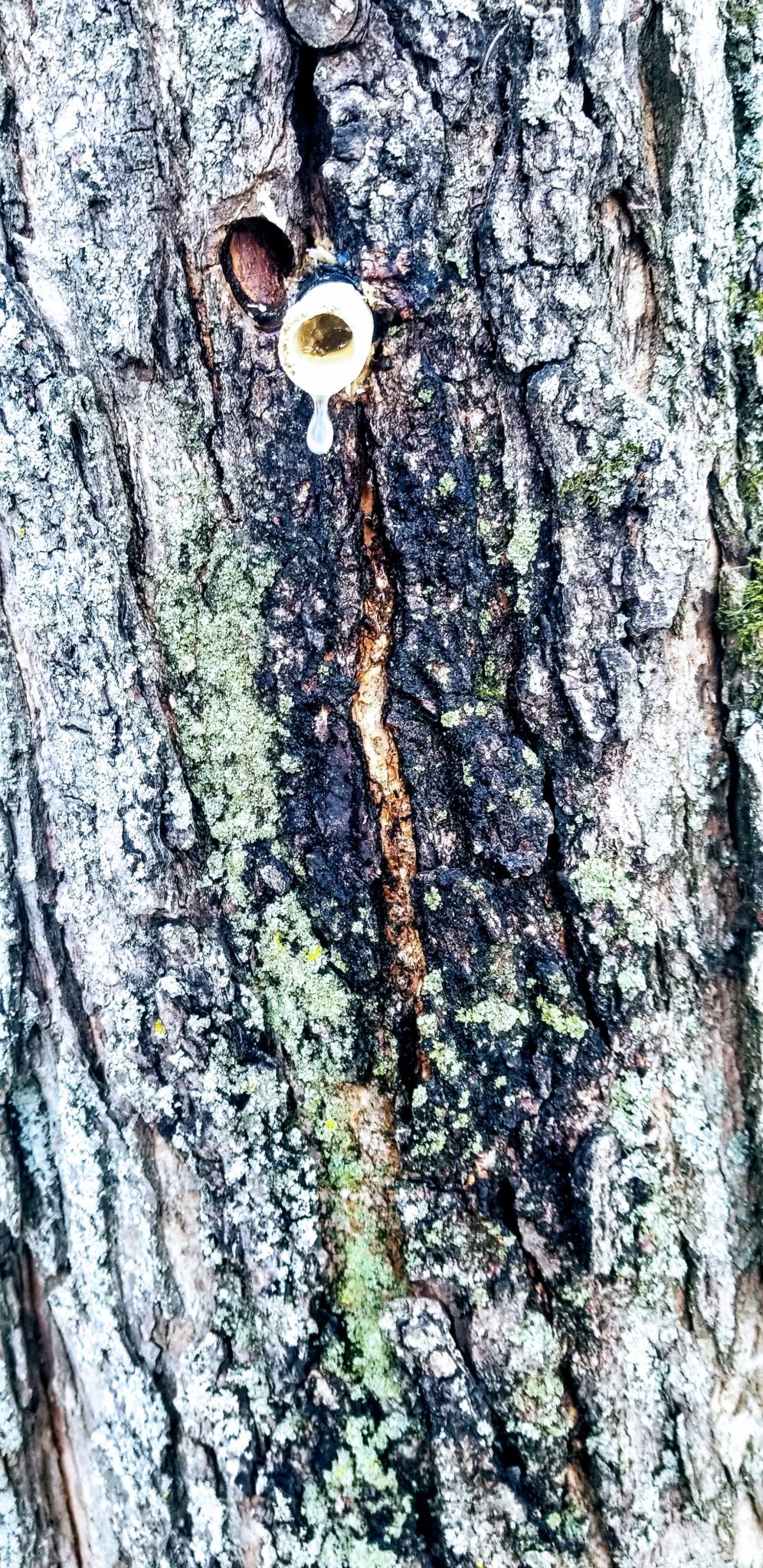 Village Life: “Tree City” a sweet place to tap for syrup–here’s how ...